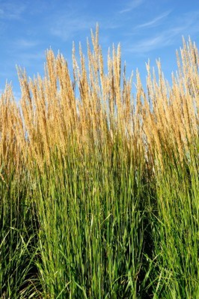 Grass Manipulation Superpower Wiki