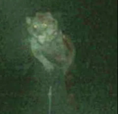 Michigan Dogman - Cryptid Wiki