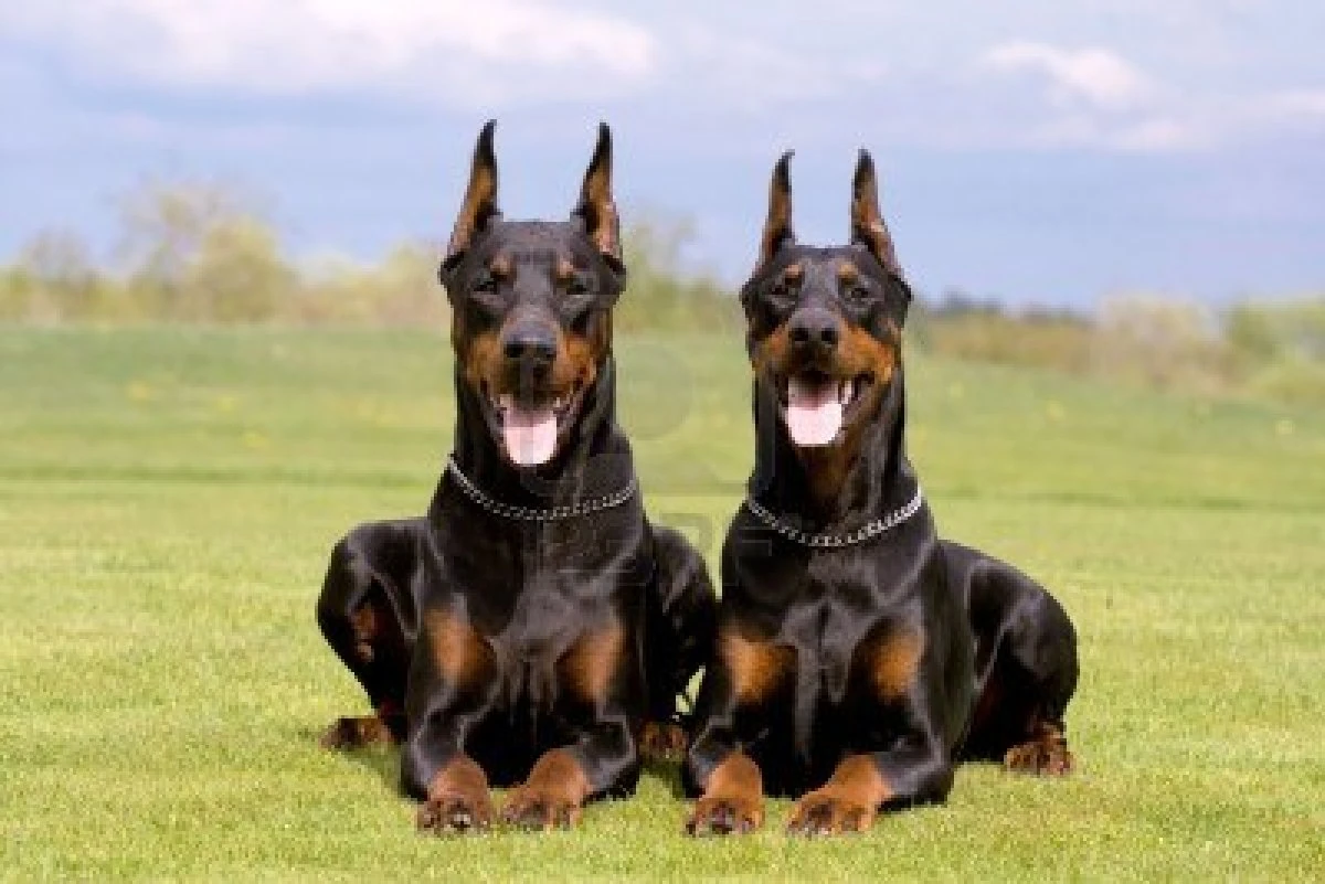 Doberman – Pieski, kotki i inne pupile! Wiki