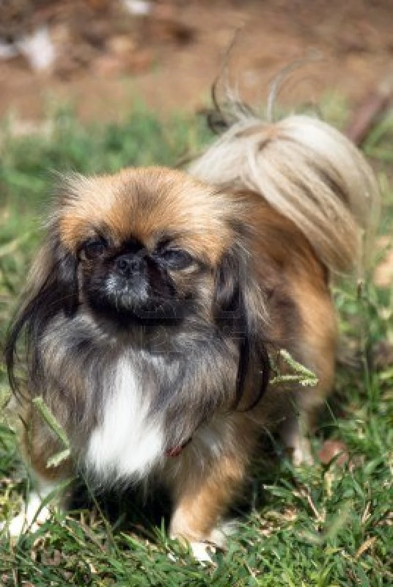 Add Photos Pekingese Dogs